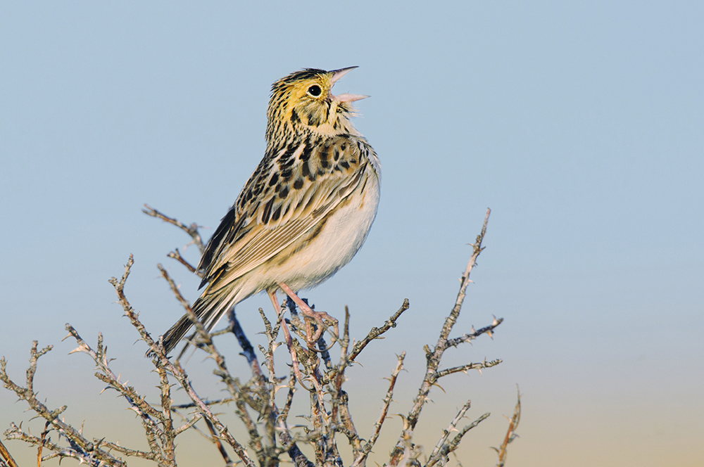 Baird's sparrow - Alchetron, The Free Social Encyclopedia