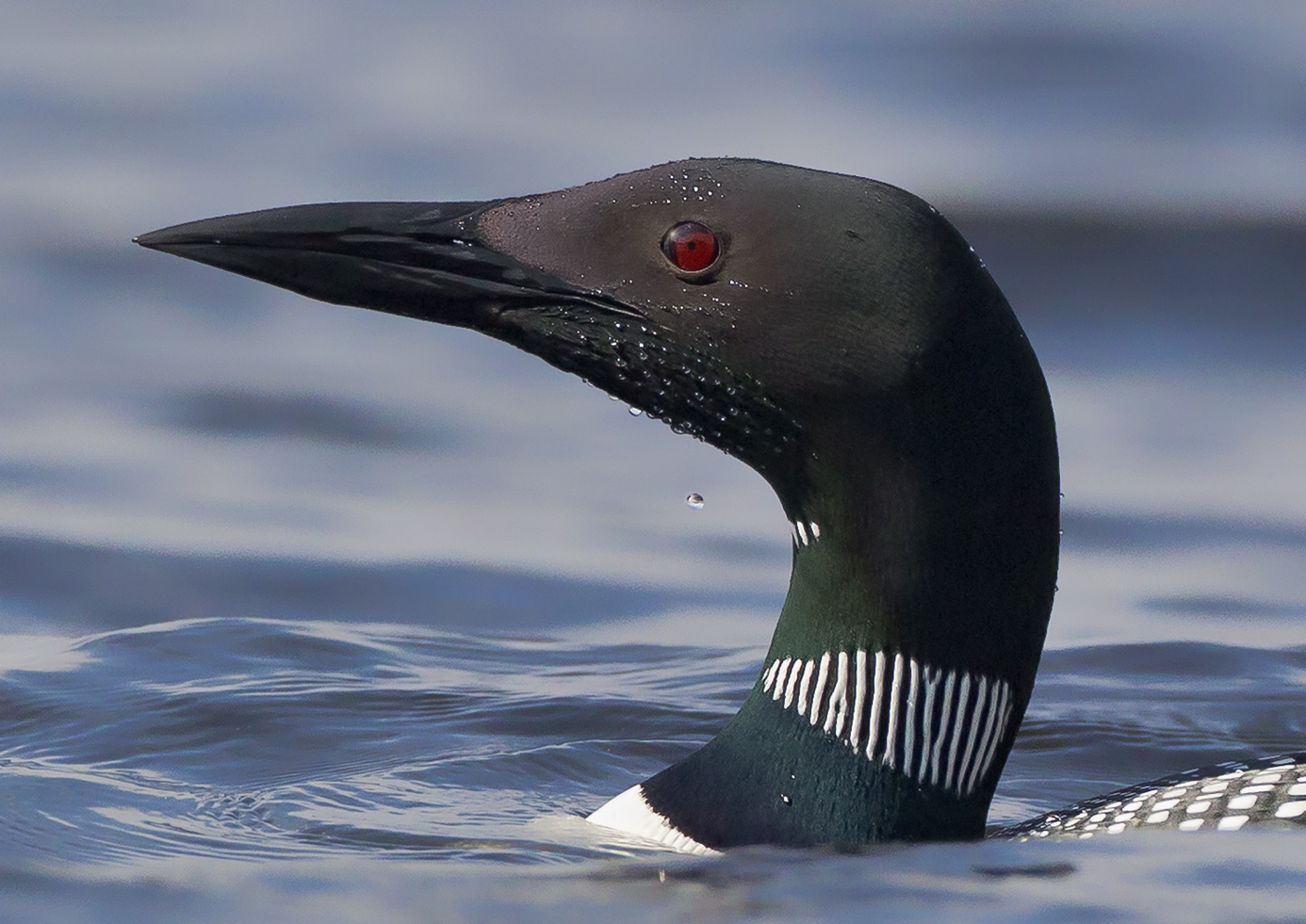 Common Loon | The Audubon Birds & Climate Change Report