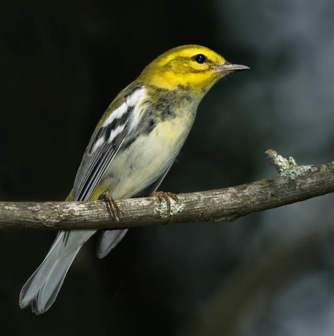 Black-throated Green Warbler | The Audubon Birds & Climate Change Report