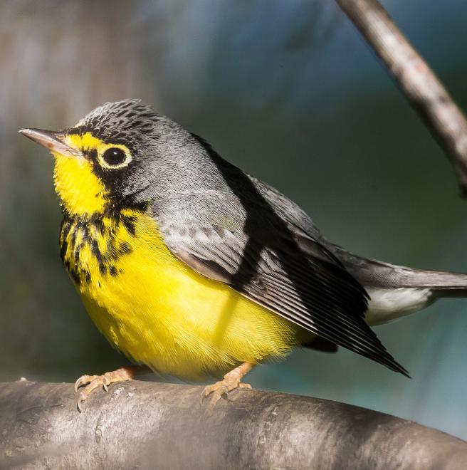 Canada Warbler | The Audubon Birds & Climate Change Report