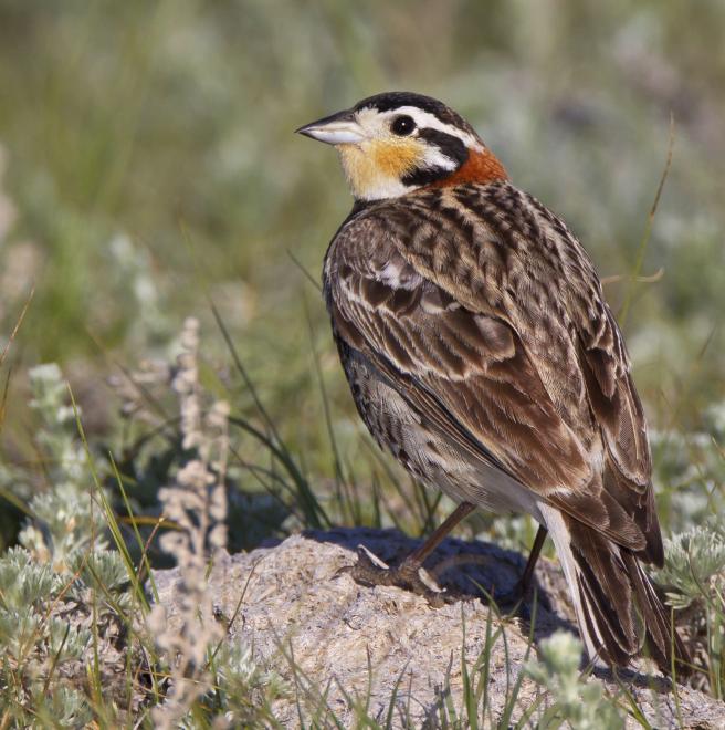 Chestnut-collared Longspur | The Audubon Birds & Climate Change Report