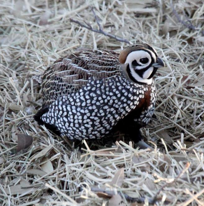 Montezuma Quail | The Audubon Birds & Climate Change Report