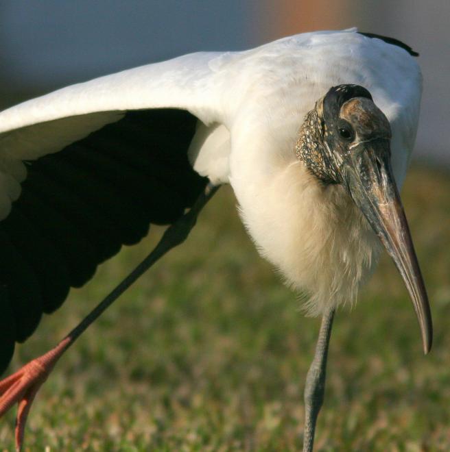 Wood Stork | The Audubon Birds & Climate Change Report